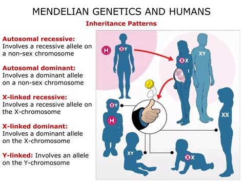 07 Mendelian Genetics And Humans Ppt