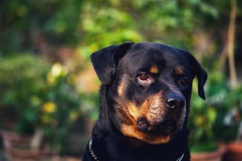 Common Health Issues And Genetic Disorders In Rottweilers Pethelpful