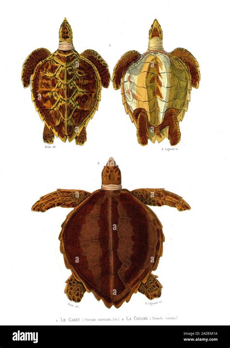 Hawksbill And Loggerhead Sea Turtles 19th Century Illustrations