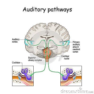 Auditory Pathways From Cochlea In Ear To Cortex In Brain Vector