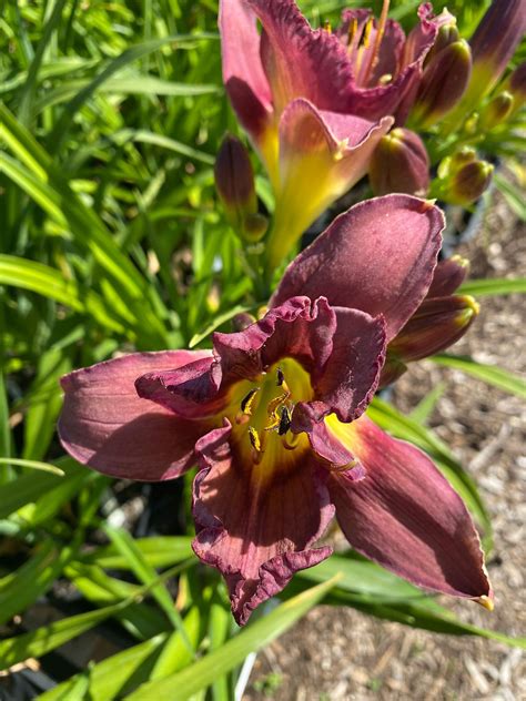 New Hope Daylilies British Daylilie Nursery Buy Online