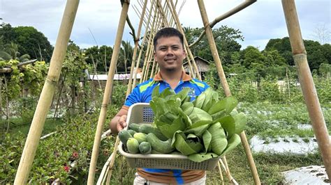 Three Genetically Modified Crops Approved In The Philippines