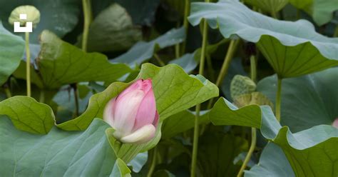 緑の葉に囲まれたピンクの花の写真 Unsplashの全州市チョンジュの無料画像