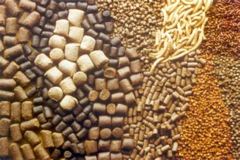 Feed Additives In Chicken Diets Rovedar