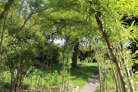 Biomass Willow Cuttings Winter Selection Gardens For Life
