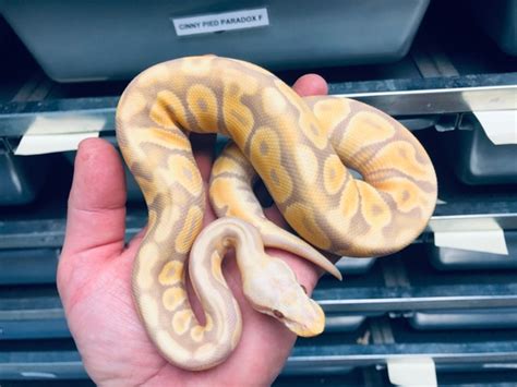 Pastel Toffee 66 Het Clown Ball Python By Heckbert Reptiles