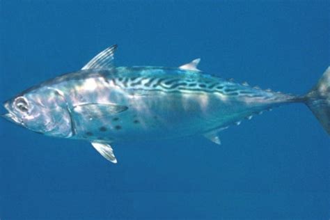 Bonito - O primo do Atum que os pescadorem adoram