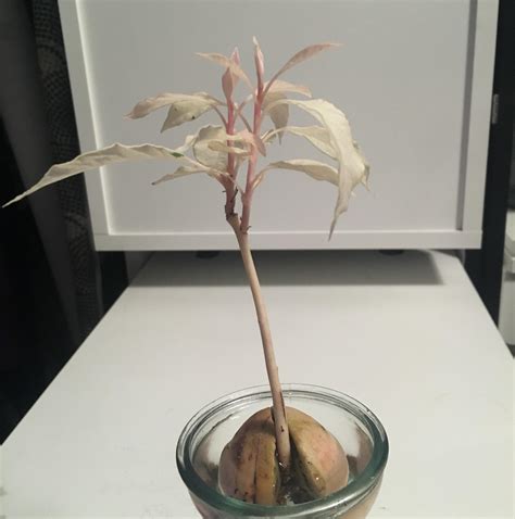 How To Take Care Of Newly Successful Cutting Propagation