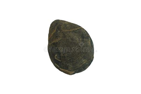 A Cast Of Brachiopod Fossil Rock In The Permian Period Isolated On