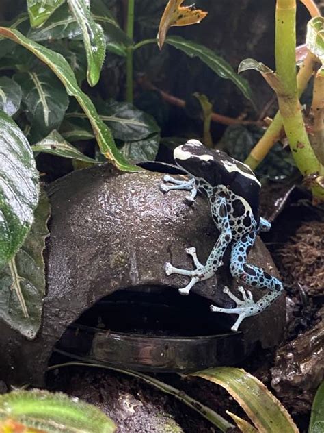 D Tinctorius Graubeiner Takydromus Smaragdinus L Lugubris