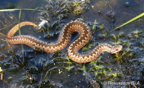 ГАДЮКА ОБЫКНОВЕННАЯ (Vipera berus) - Фауна Беларуси