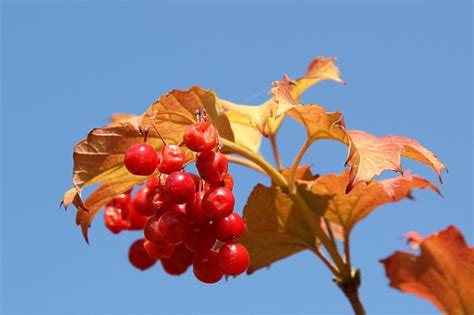 Guelder 로즈 가 막 살 나무속 Opulus 후르트 공장요 성장하십시오 바레인에 유럽 0명에 대한 스톡 사진 및 기타