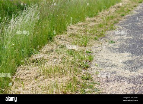 The Field Full Of Grasses On The Edge Of The Road With Some Dried