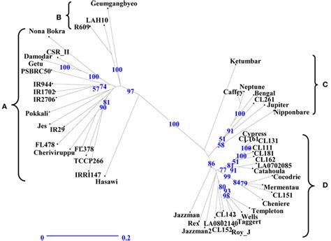 Genotypic Clustering By Unweighted Neighbor Joining Tree Showing The