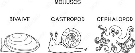 Coloring Page With Three Types Of Molluscs Cephalopod Gastropod