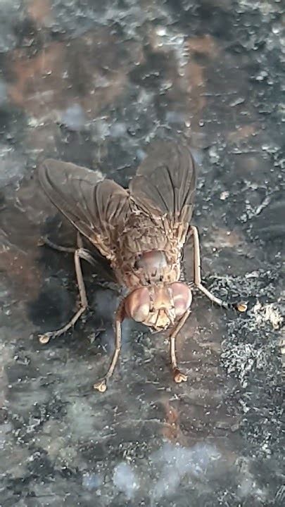 Bengalia Blow Flie Its Foot 😊 Explore Nature In City Youtube
