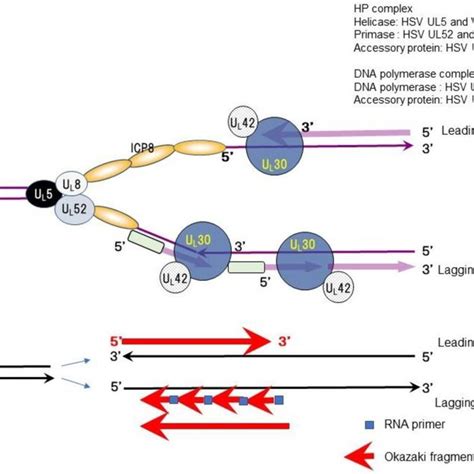 The Viral Helicase Primase Hp Complex In Viral Dna Synthesis
