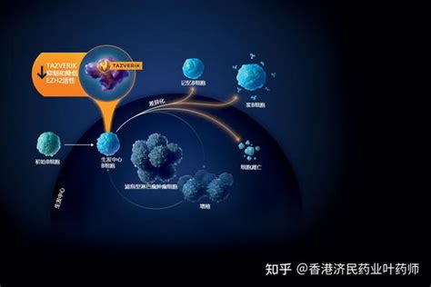 上皮样肉瘤和滤泡型淋巴瘤靶向药！首个靶向和阻断ezh2疗法tazverik（tazemetostat） 知乎
