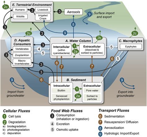 A Conceptual Model Of The Microcystin Cycle In Lentic Inland Waters
