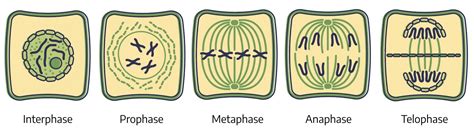 Interphase Of Mitosis