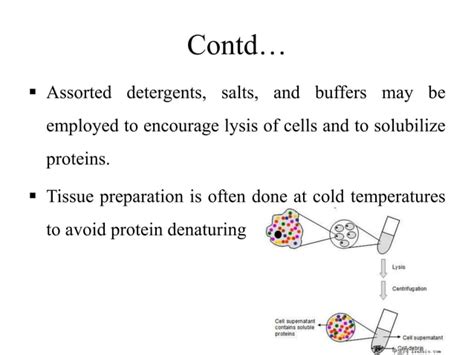Western Blotting Technique Pptx Chemistry Science