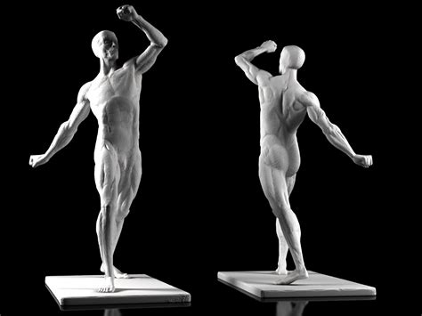 남성 해부학 조각 3d 모델 34 Unknown Fbx Skp Max Free3d