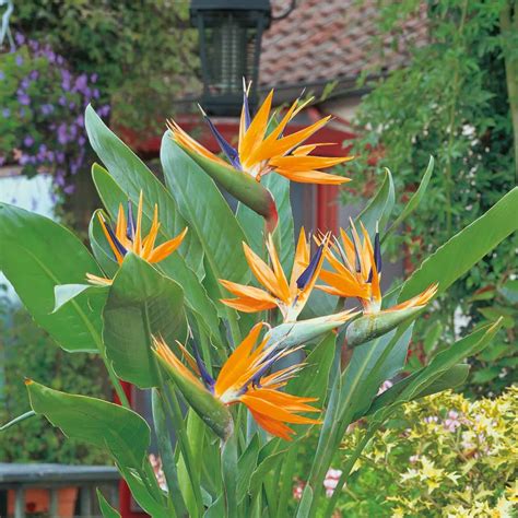 Bird Of Paradise Flower Varieties At Martha Brugger Blog