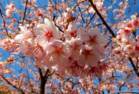 「満開の皇子が丘公園、初御代桜（ハツミヨザクラ）」 By黄緑・緑・青緑 まちづくり大津