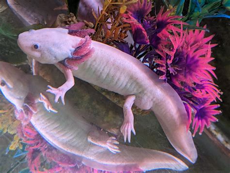 How To Determine The Gender Of Your Axolotl The Mottled Lotl