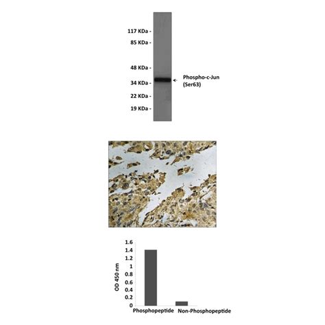 Anti Phospho C Jun Rabbit C Jun Phospho Ser63 Antibody Cell