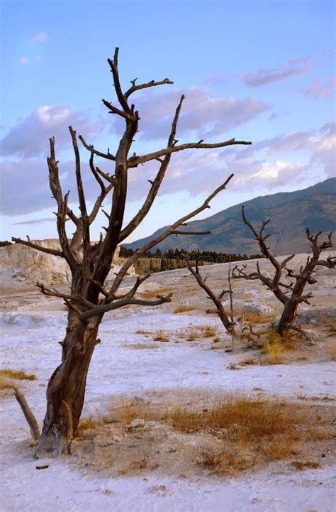 Dead Trees On Terrace Stock Image Image Of Barren Spring 254731