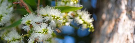 Rosalina Essential Oil Uses And Benefits Aromaweb