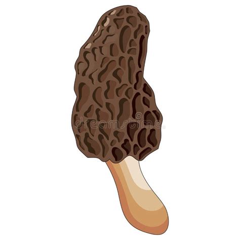 Morel Mushrooms Stock Illustrations 774 Morel Mushrooms Stock