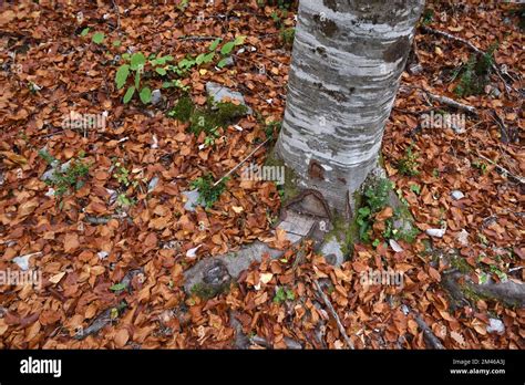 Base Of European Beech Tree Trunk And Silver Coloured Bark Fagus