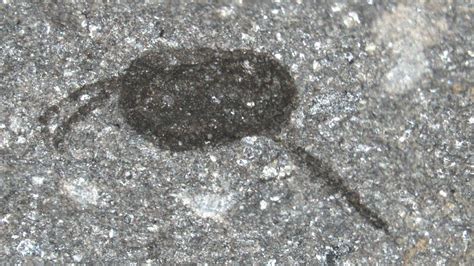 Powys Experts Find Fossils Of Over 170 Species In Rock More Than 460