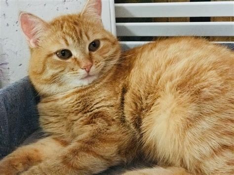 Отрываю от сердца Кошечка Катюшка ищет дом и чудесную семью 1 5 года стерилизована вет