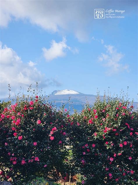 제주도 동백꽃 명소 한라산 뷰 휴애리동백축제 네이버 블로그
