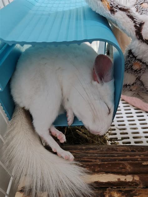 Foxy Tail 🦊 Scrolller