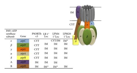 Atp Synthase Complex Exemplifies Observed Protein Protein And