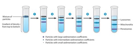 A Level Biology Cell Fractionation And Ultracentrifugation Topic 2