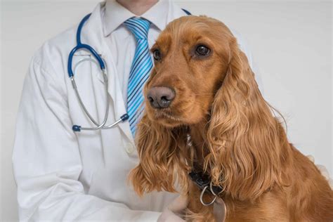 What Are Cocker Spaniels Prone To