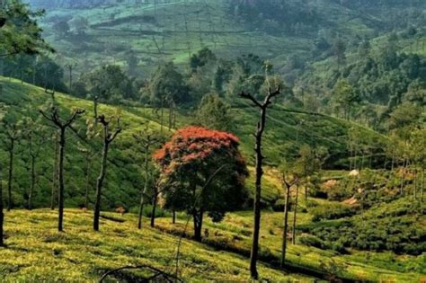 5 Day Trip From Bangalore Mysore Ooty Bangalore 210151 Holiday