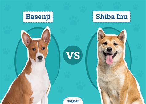 Basenji Mixes Which One Is Right For You