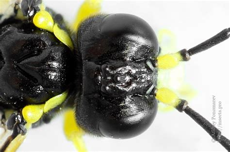 Photo 88497 Tenthredo Zonula