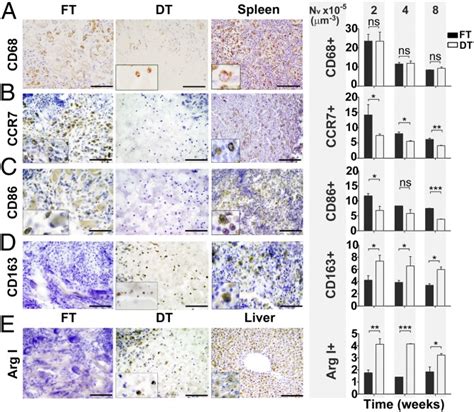Immunomodulatory Effect Of A Decellularized Skeletal Muscle Scaffold In A Discordant