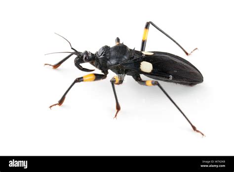 Whitespotted Assassin Bug Platymeris Biguttatus Captive Austin