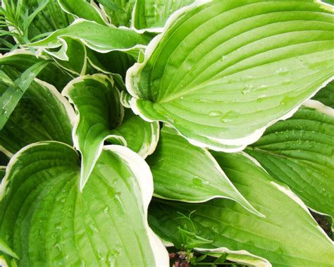 12 Fall Pruning Essentials For Healthy Hostas Complete Gardening