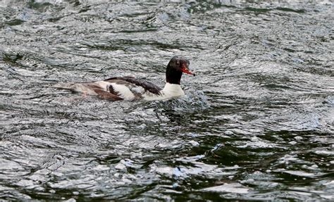 Gull Lake Recreation Area Brainerd Dispatch News Weather Sports