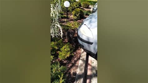 Skaists Pāvilostas Kaķis 😺🤗👍👍👍😸😸😸😸🤗🤗🤗👍👍👍👍👍 Youtube