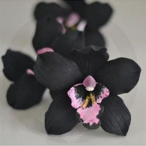 Jual ANGGREK DENDROBIUM BLACK PAPUA Sudah Knop Spike Sudah Kuncup Siap Berbunga Anggrek Dendro